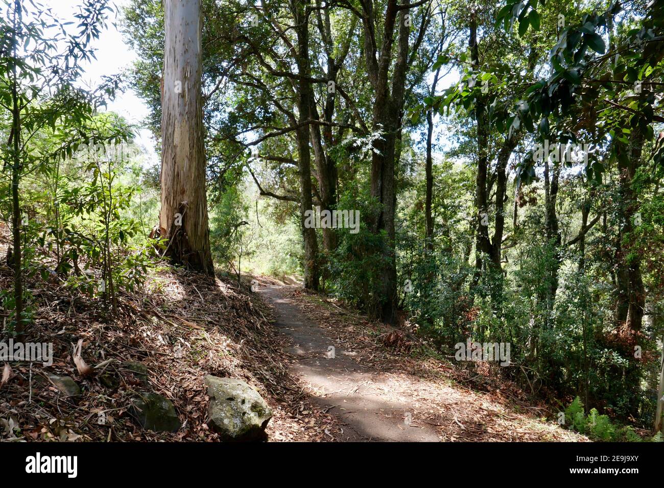 Australian bush bushwalking hi-res stock photography and images - Alamy