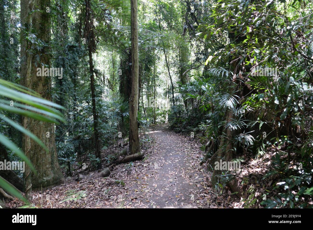 Walking path through the sub-tropical rainforest in Northern NSW Stock ...