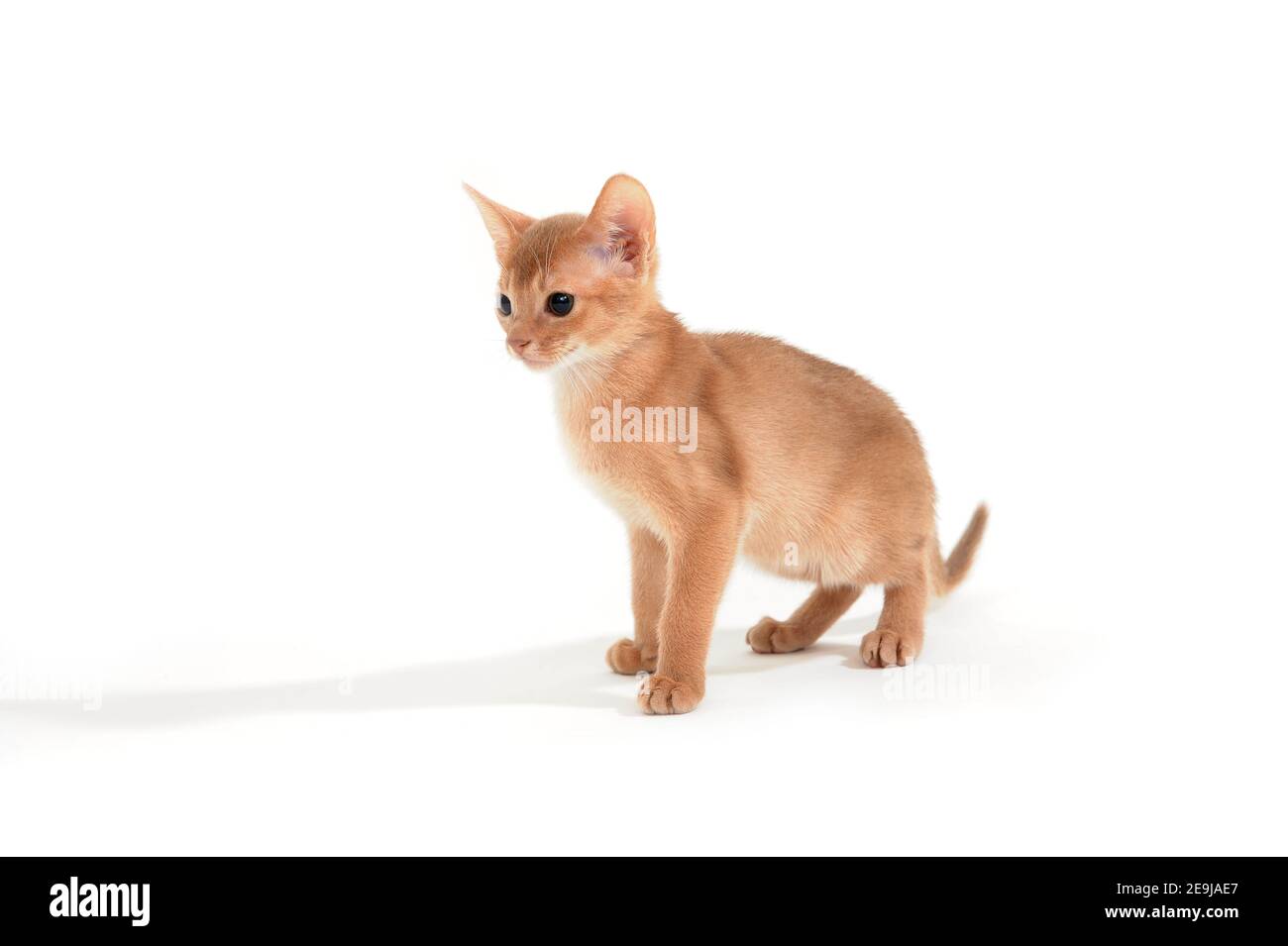 Abyssinian ginger cat on a white background Stock Photo - Alamy