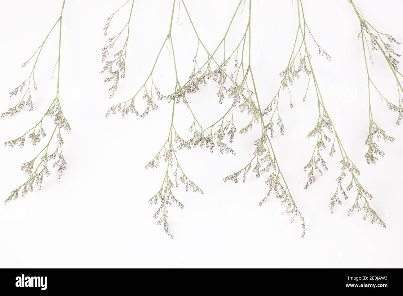 Caspia flower little purple flower plant isolated in white background ...