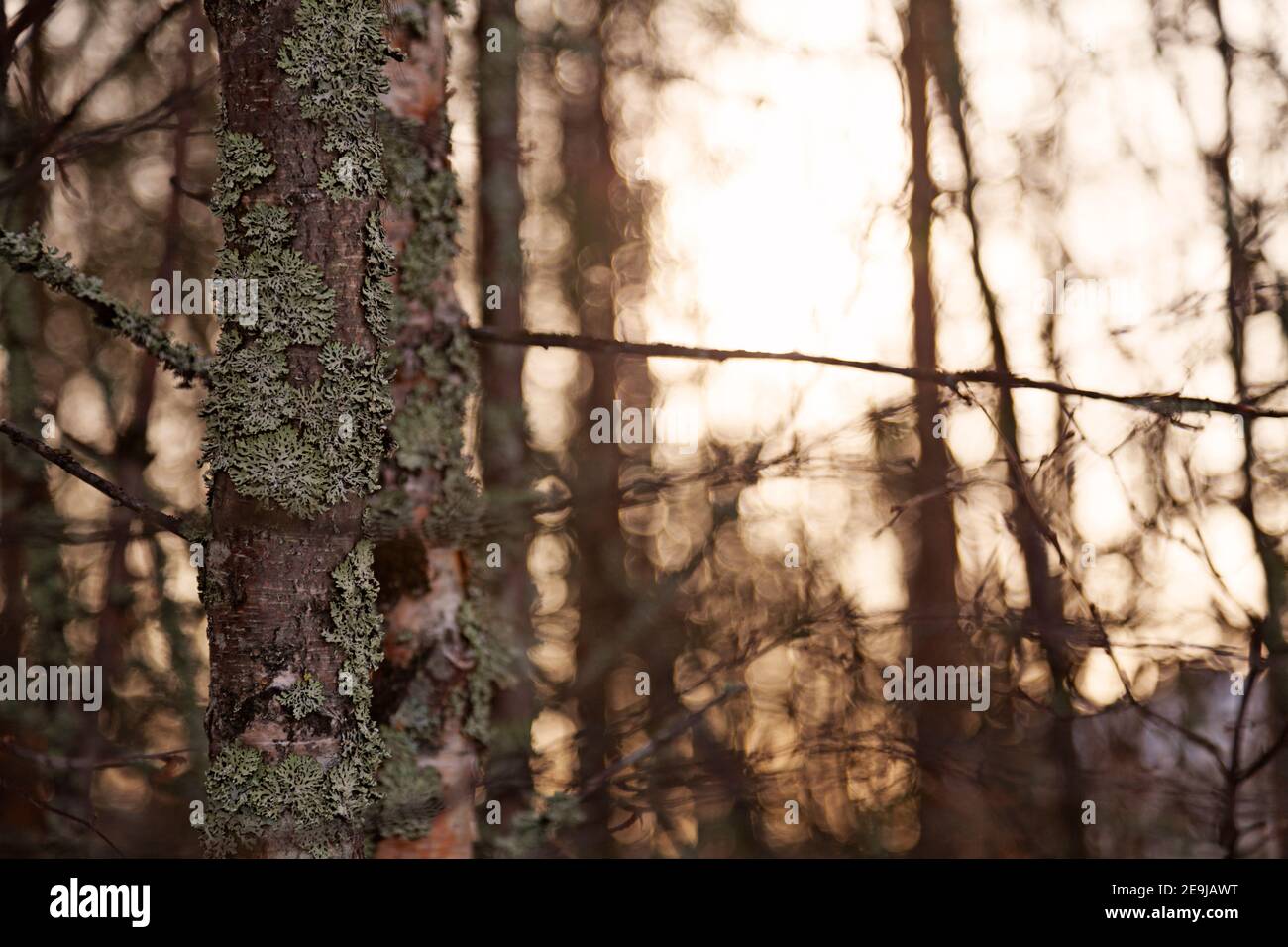 details from forest in backlight at sunset Stock Photo - Alamy