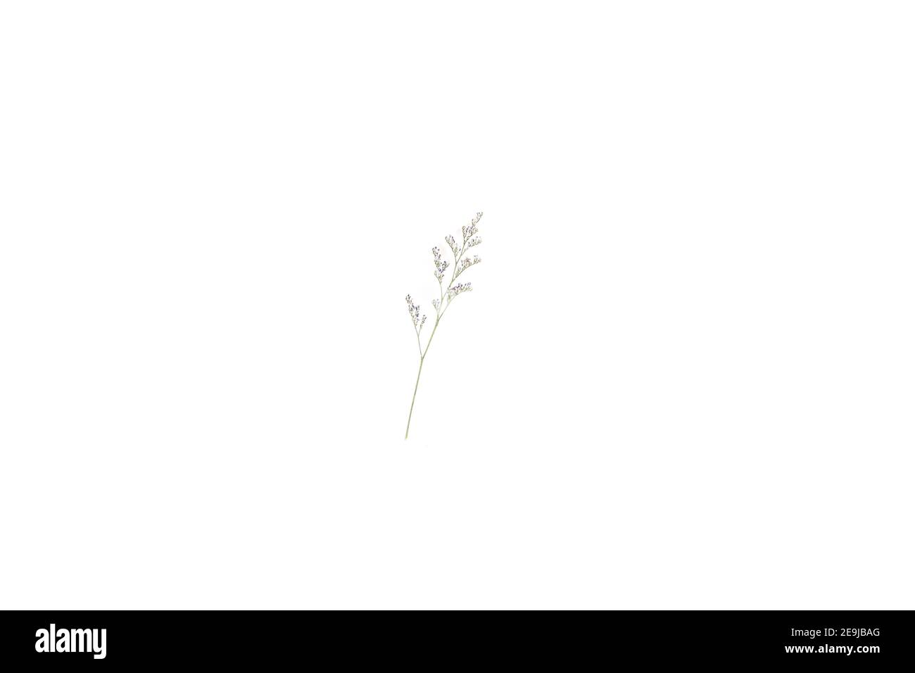 Caspia flower little purple flower plant isolated in white background ...