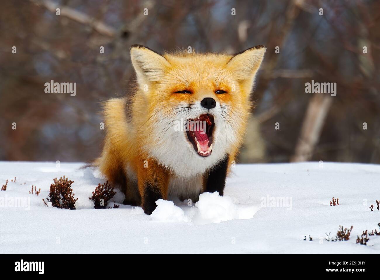 Growling fox hi-res stock photography and images - Alamy