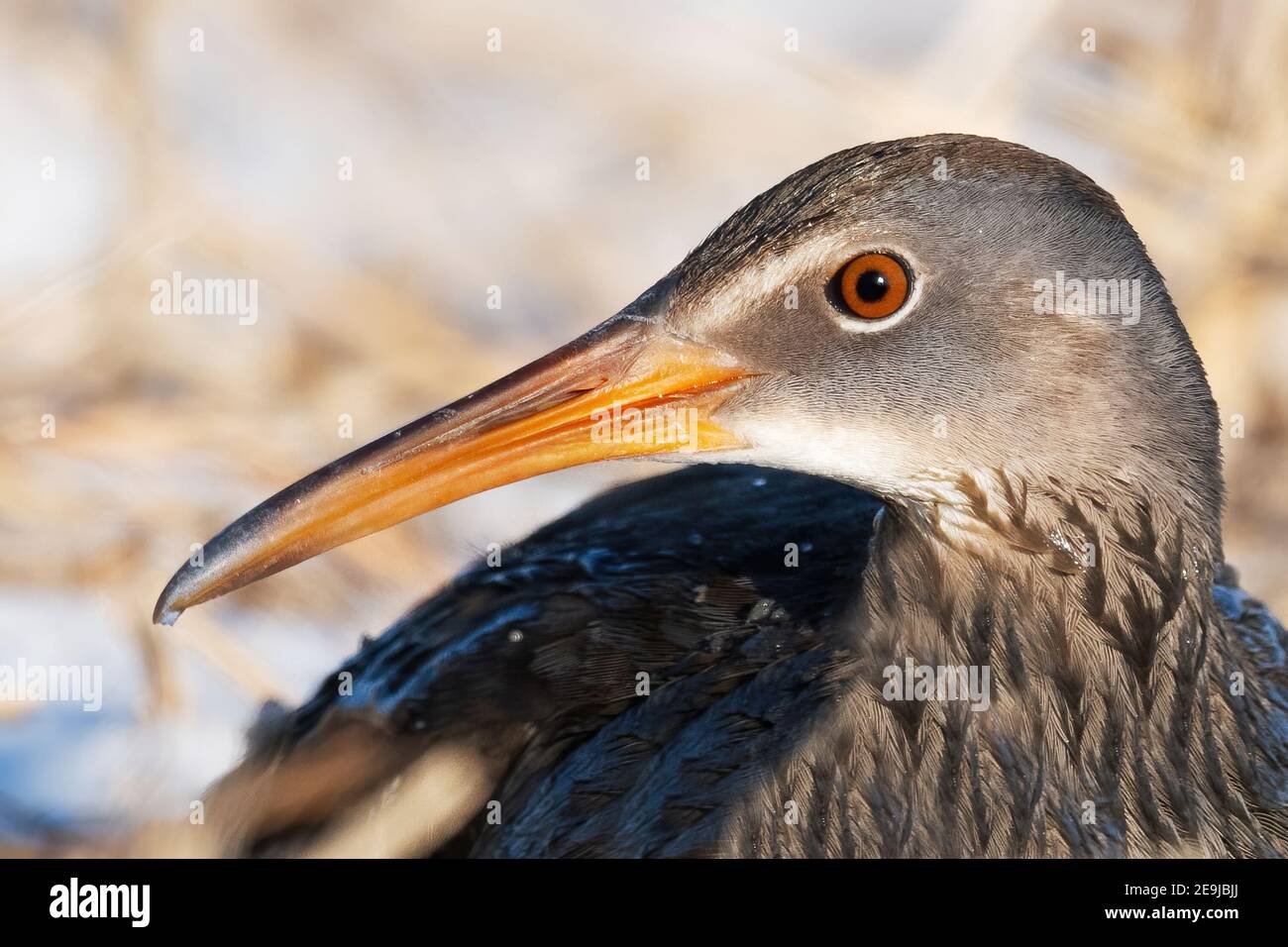 A Close-up of a Clapper Rail Stock Photo - Alamy
