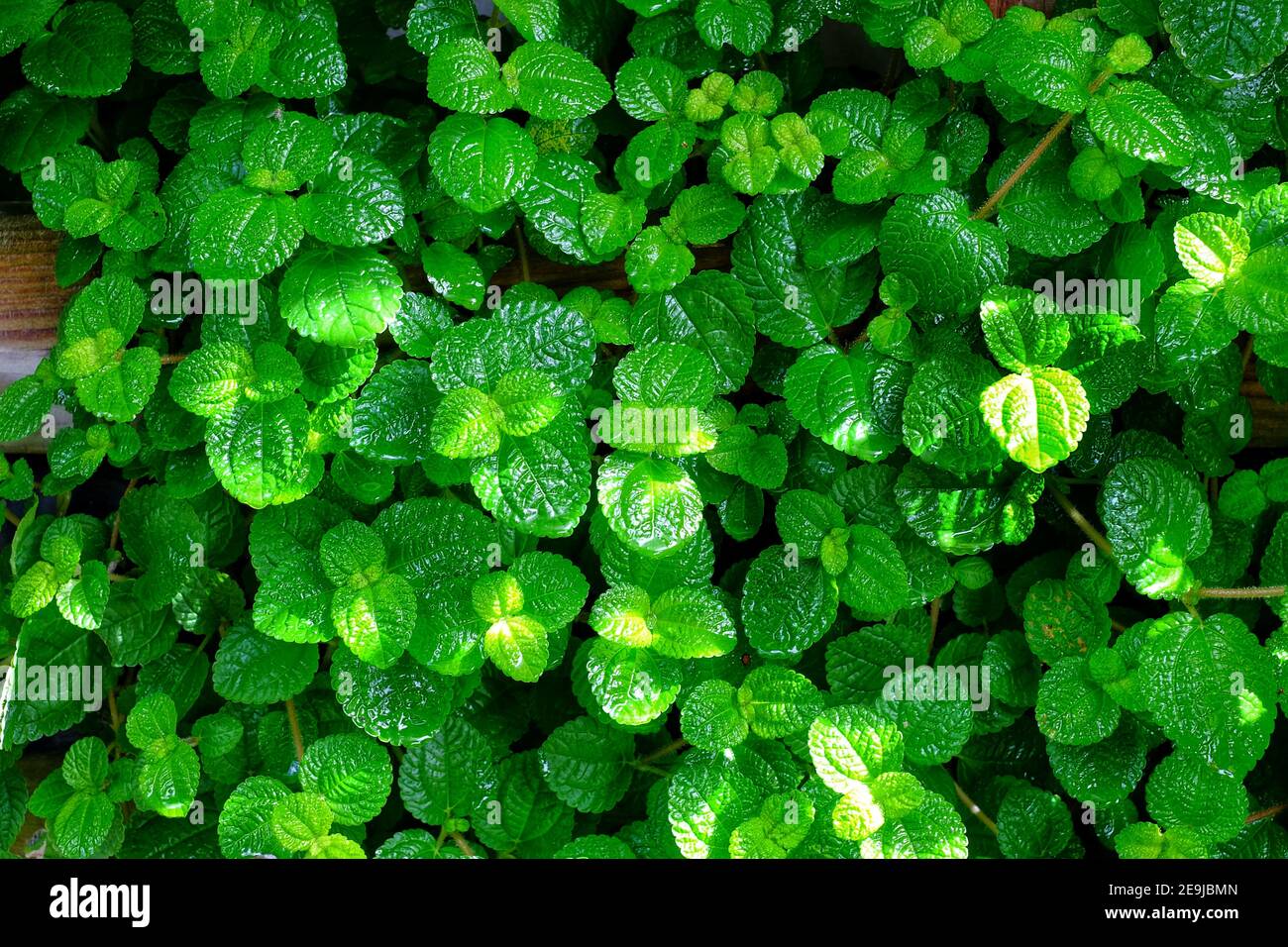 Peppermint Texture High Resolution Stock Photography and Images - Alamy