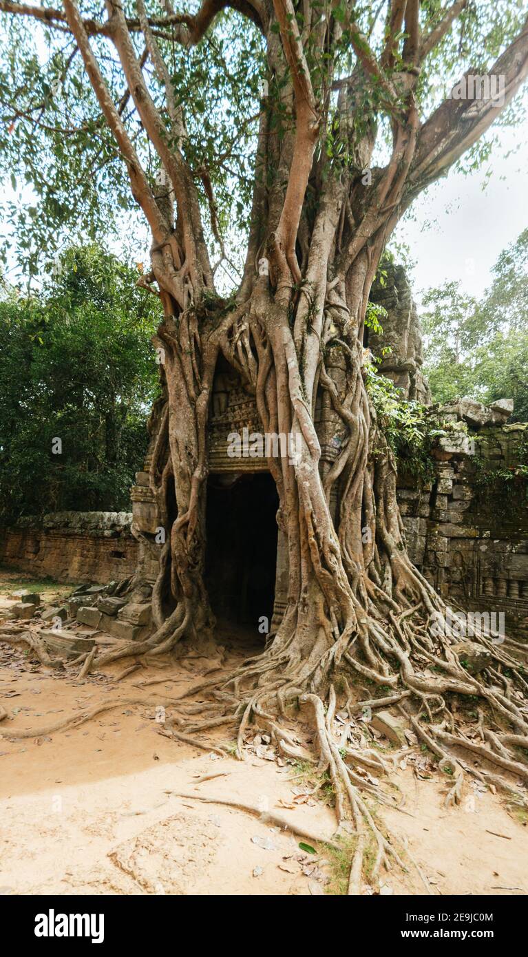 Ta Som temple. Ancient Khmer architecture under the giant roots of a ...