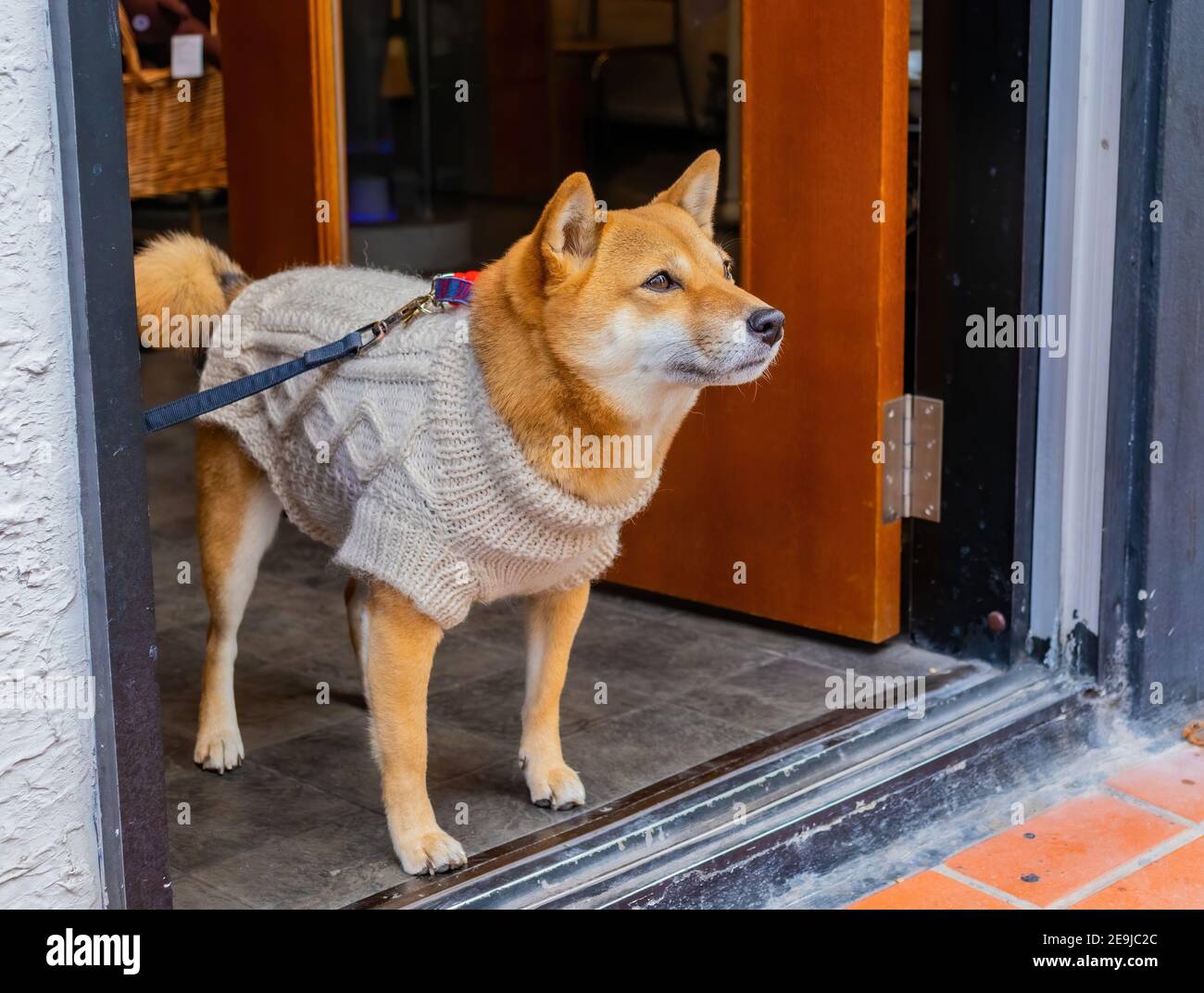 Shiba dog stand hi-res stock photography and images - Alamy