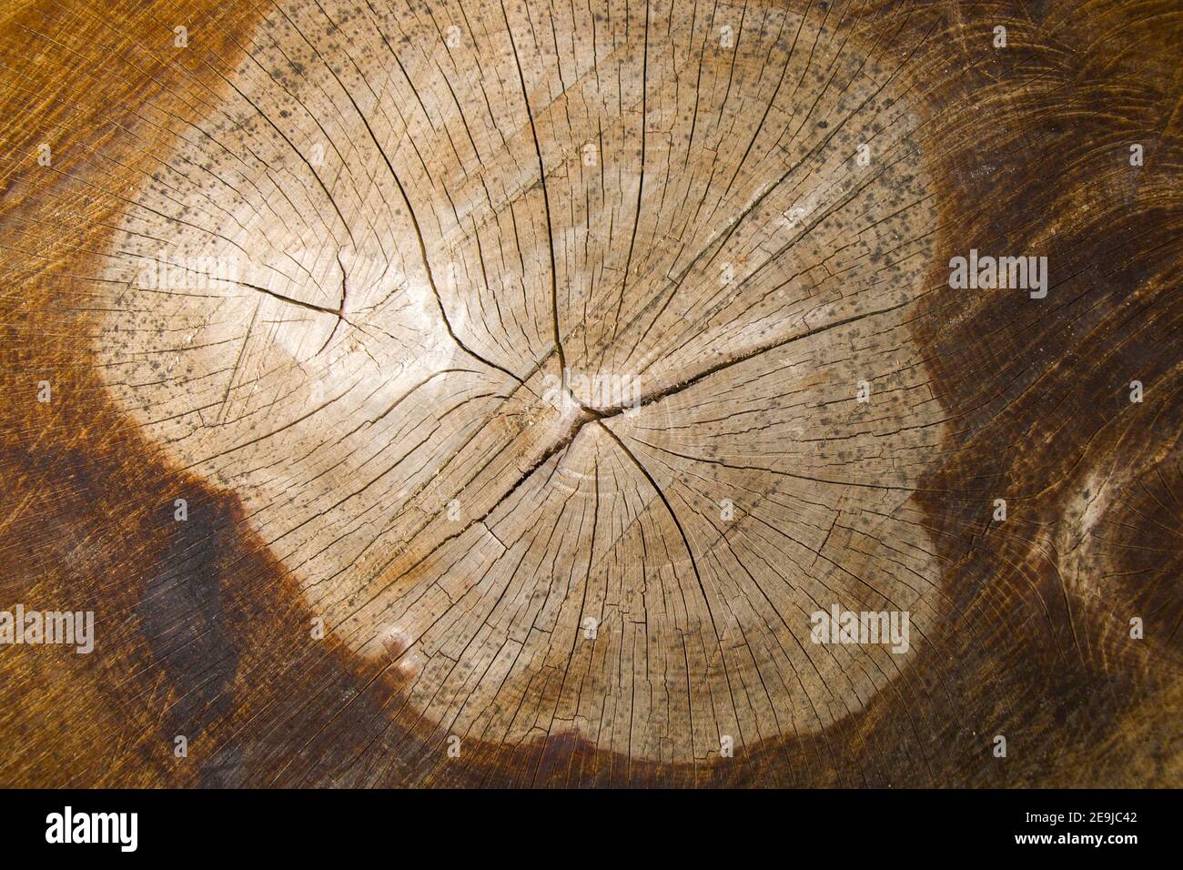 Closeup of the texture of a cut and dry tree - good for wooden ...