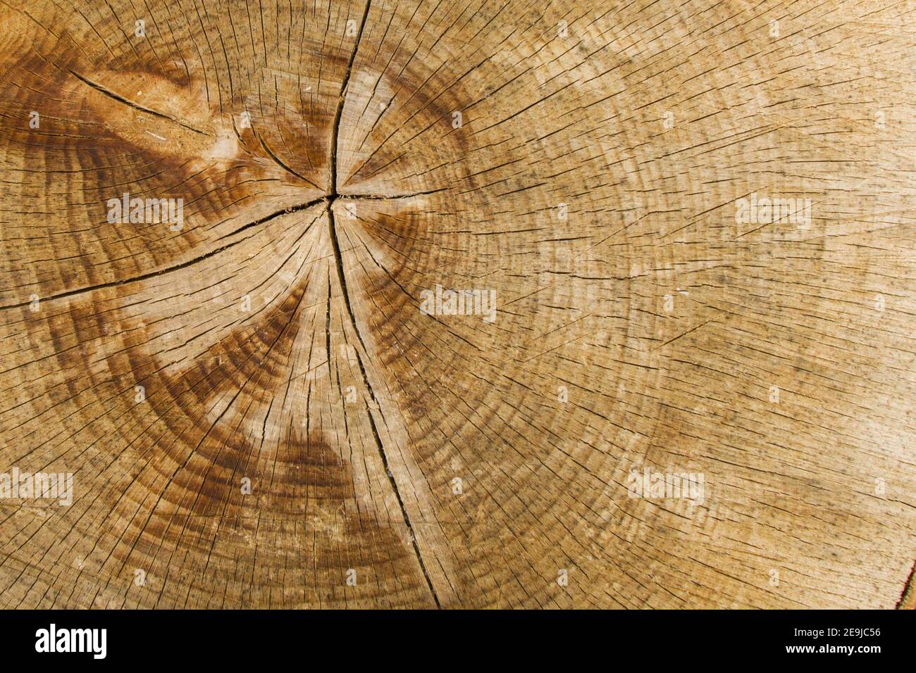 Closeup of the texture of a cut and dry tree - good for wooden ...
