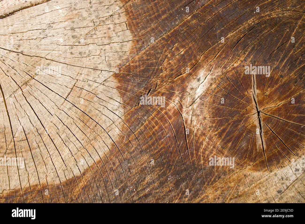 Closeup of the texture of a cut and dry tree - good for wooden ...