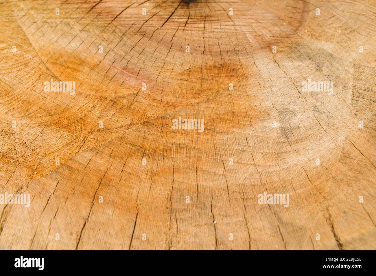 Closeup of the texture of a cut and dry tree - good for wooden ...