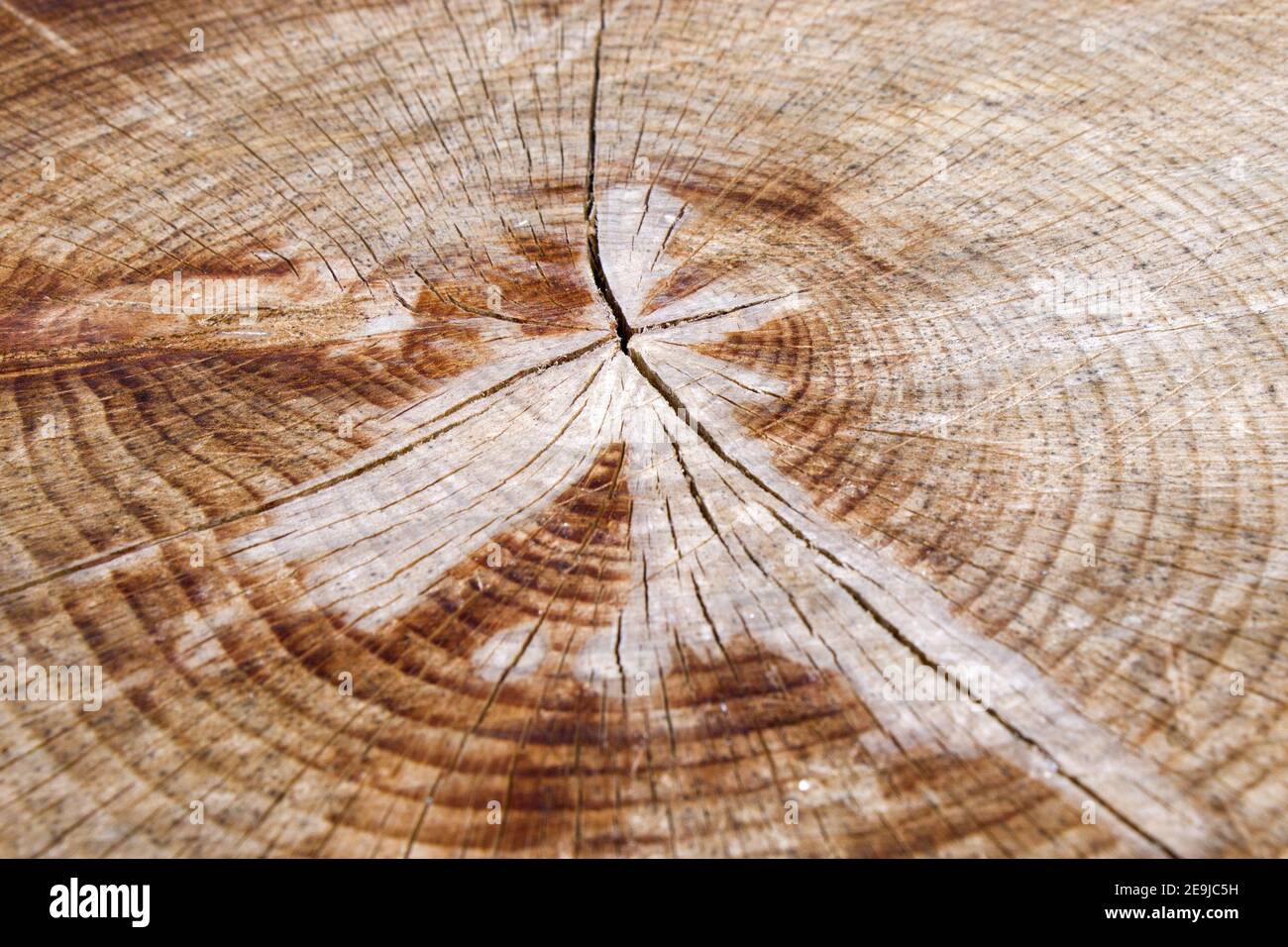 Closeup of the texture of a cut and dry tree - good for wooden ...