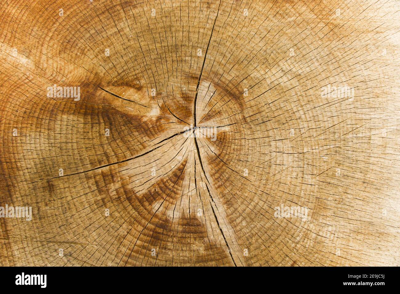 Closeup of the texture of a cut and dry tree - good for wooden ...