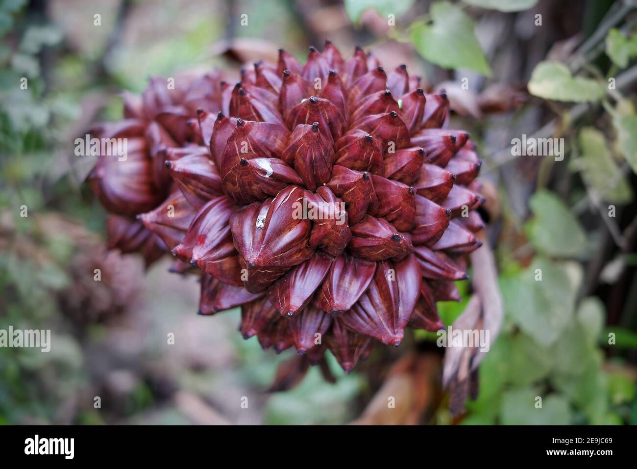 A closeup picture of ripe brown Nipa palm fruit at a mangrove forest in ...