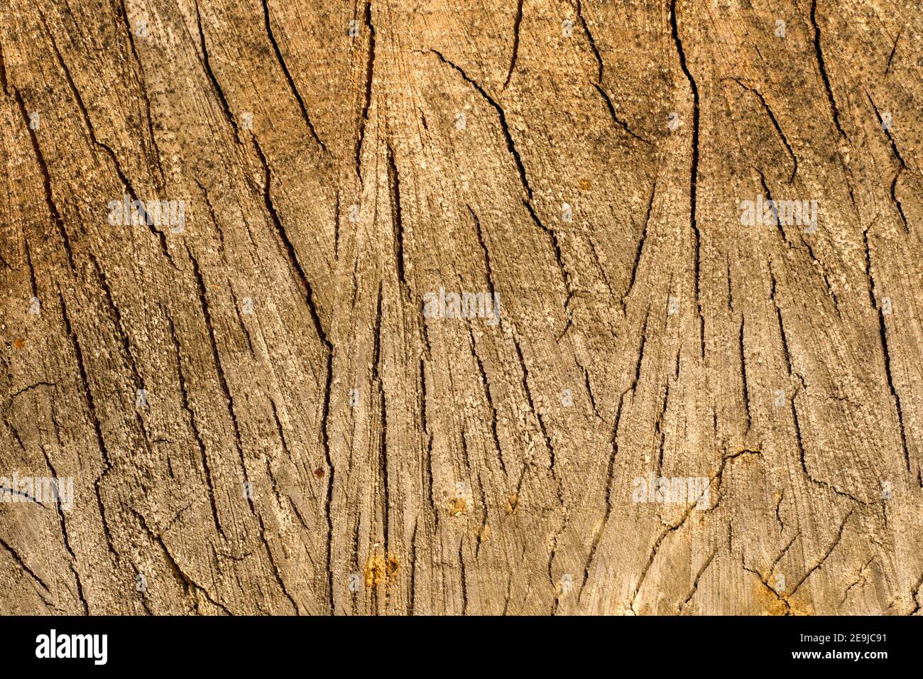 Closeup of a rough surface of firewood - good for wooden backgrounds ...