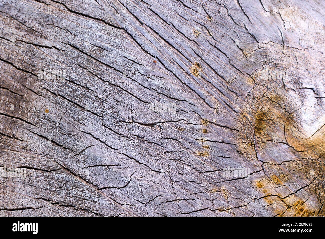 Closeup of a rough surface of firewood - good for wooden backgrounds ...