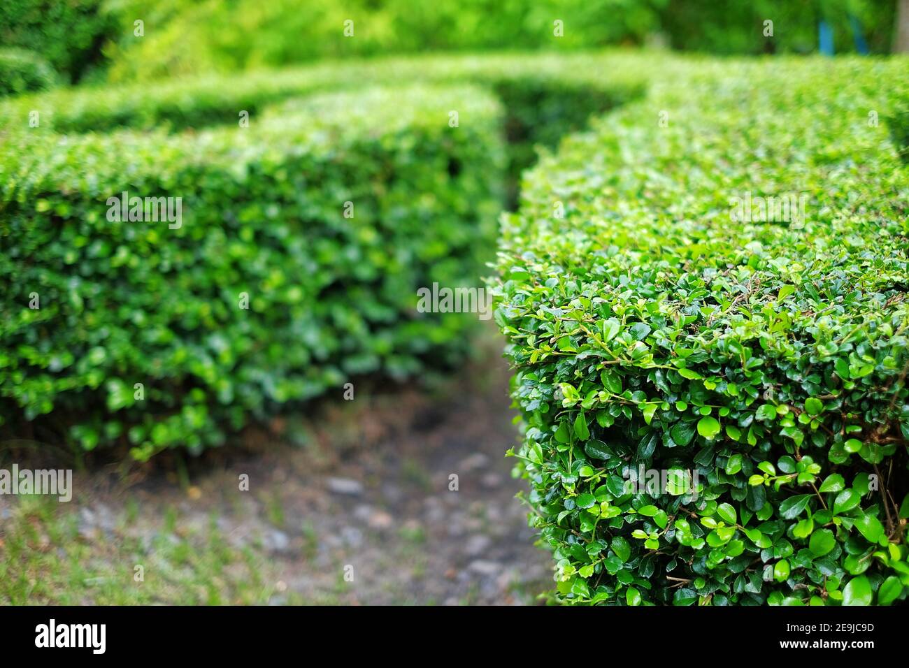 A walkway to a garden with well trimmed shrub bushes along the side and ...