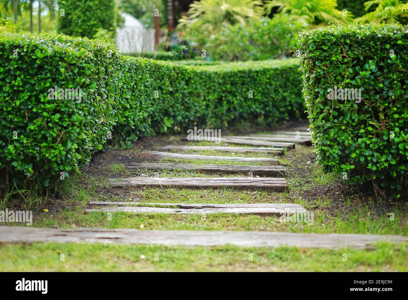 A walkway to a garden with well trimmed shrub bushes along the side and ...