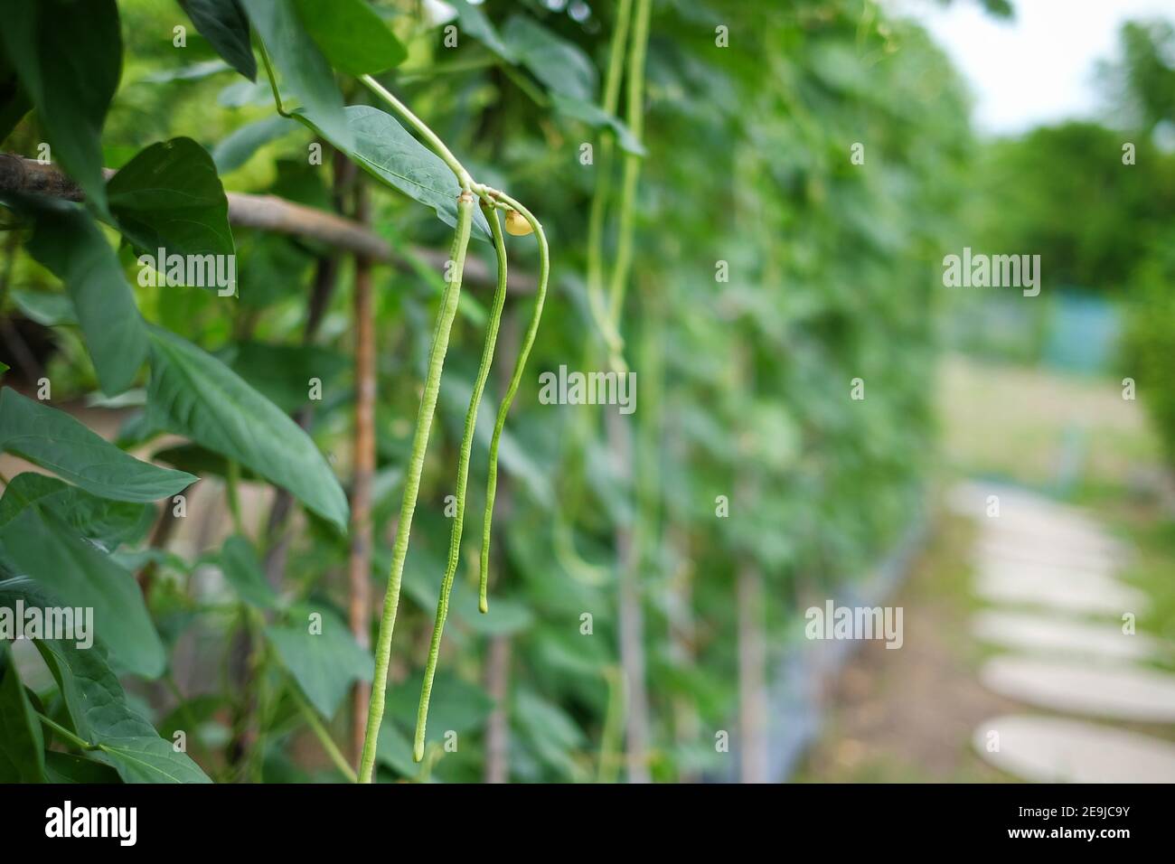 An organic garden with long bean plants growing as a wall with ripe ...