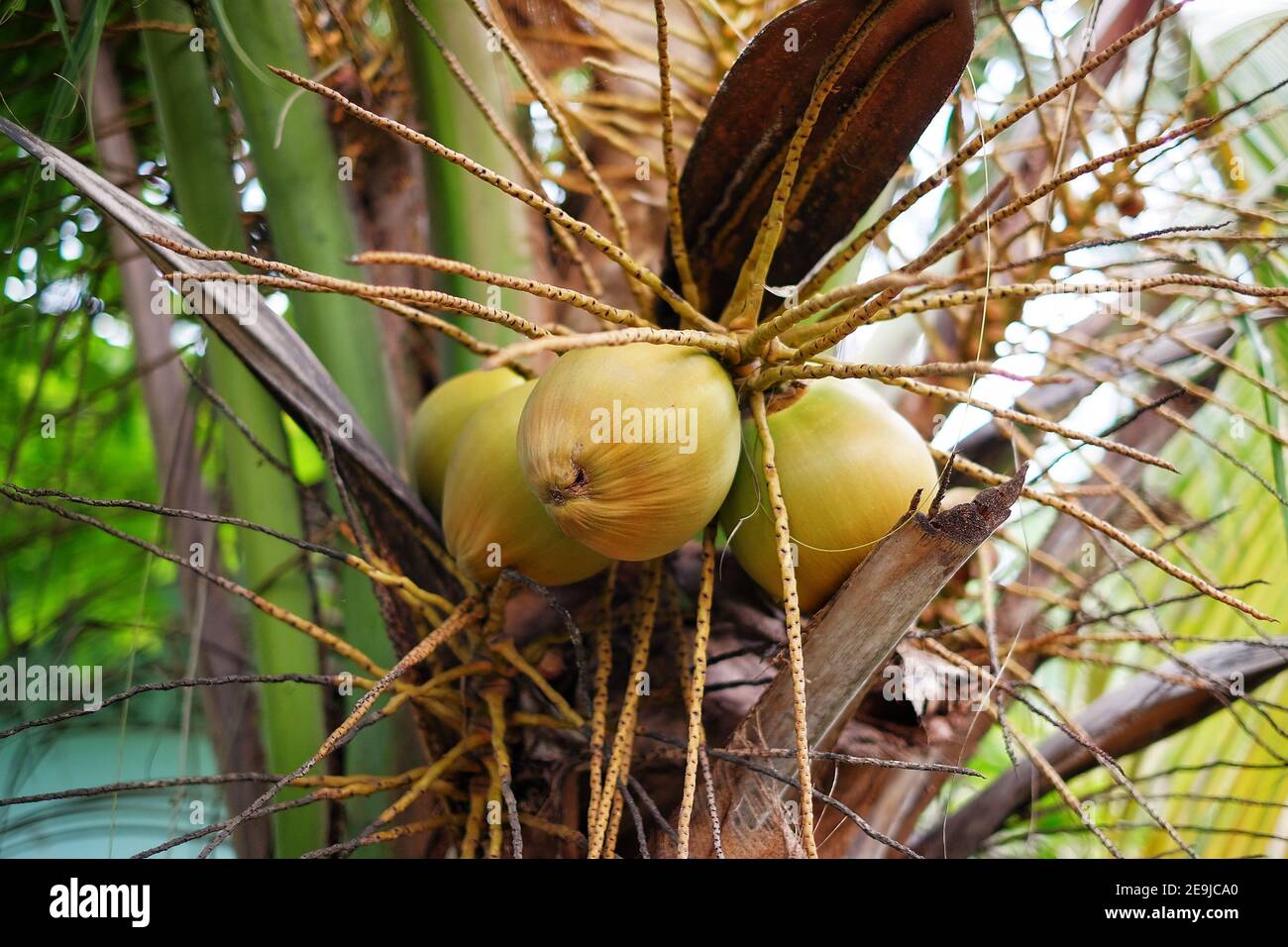 Coconut ripe hi-res stock photography and images - Alamy
