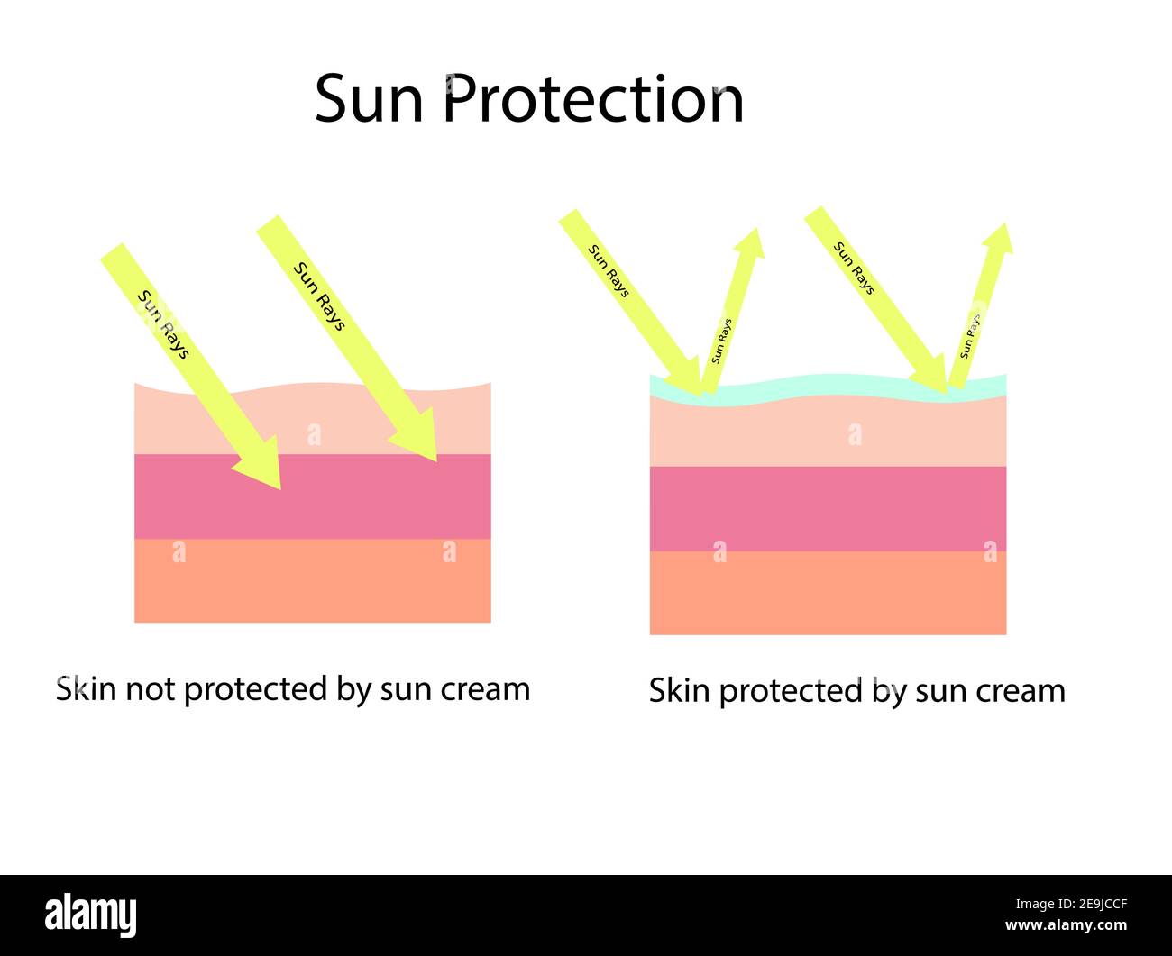 Human skin diagram hi-res stock photography and images - Alamy