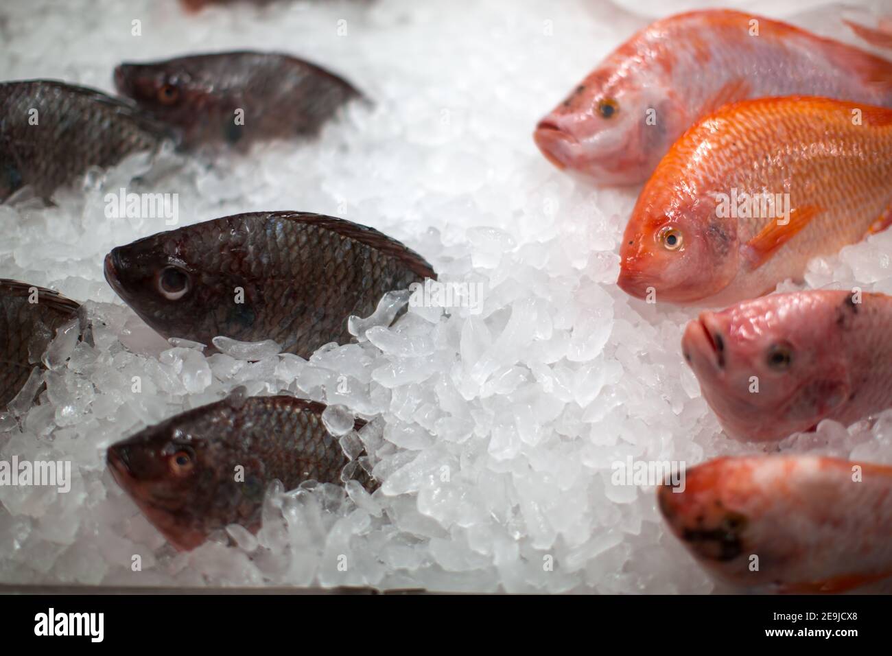 Frozen fish in ice in the Thai market Stock Photo - Alamy