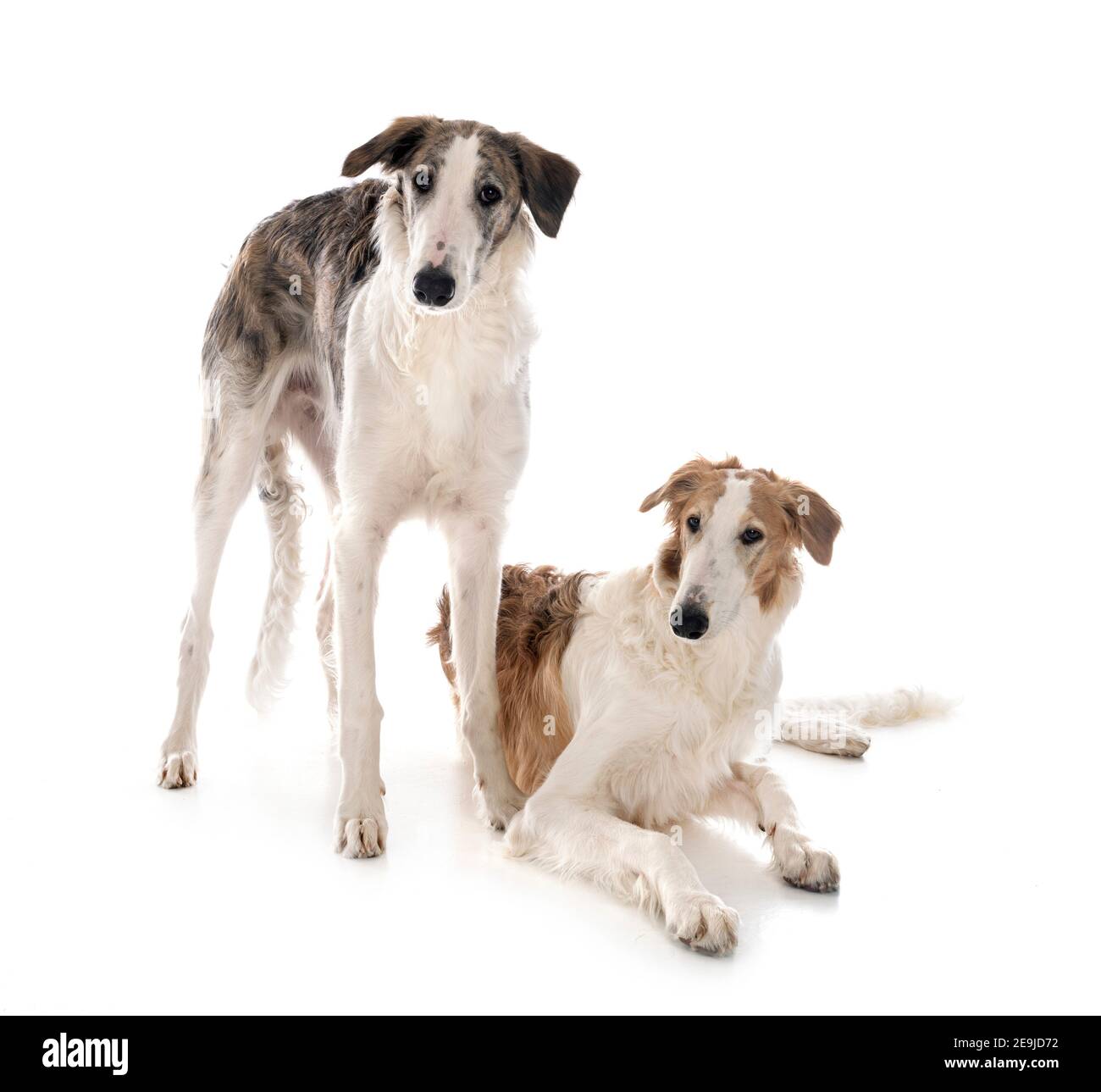 Young female borzoi dog hi-res stock photography and images - Alamy