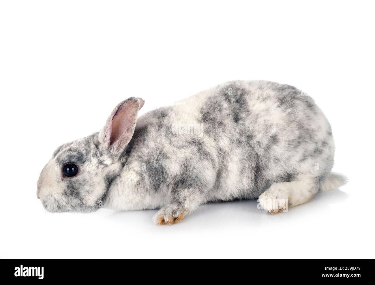 Mini Rex in front of white background Stock Photo - Alamy