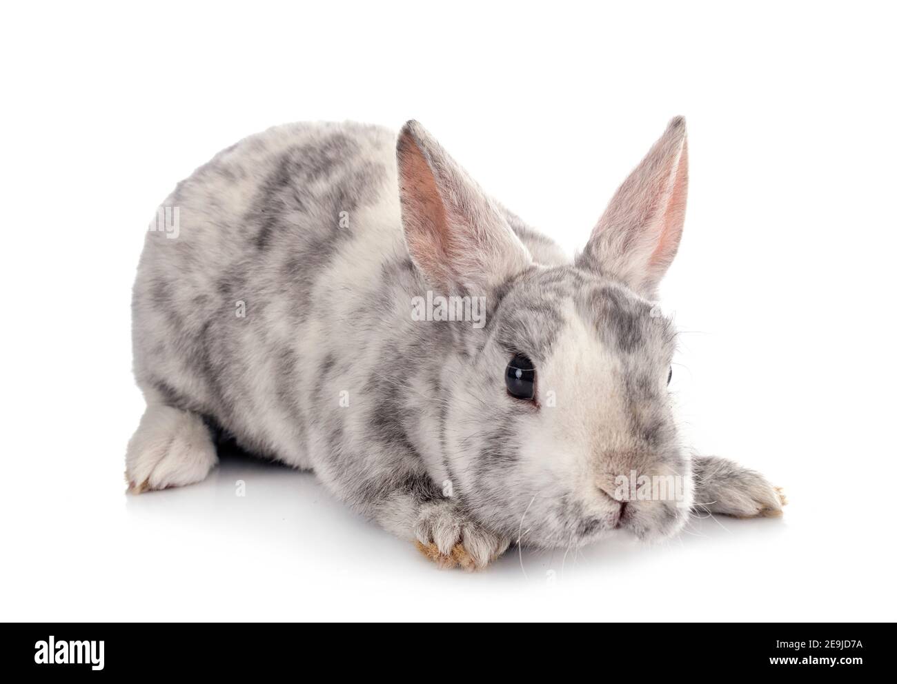 Mini Rex in front of white background Stock Photo - Alamy