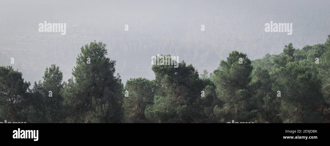 Jerusalem Forest, densely planted pine trees and natural woodland Stock ...
