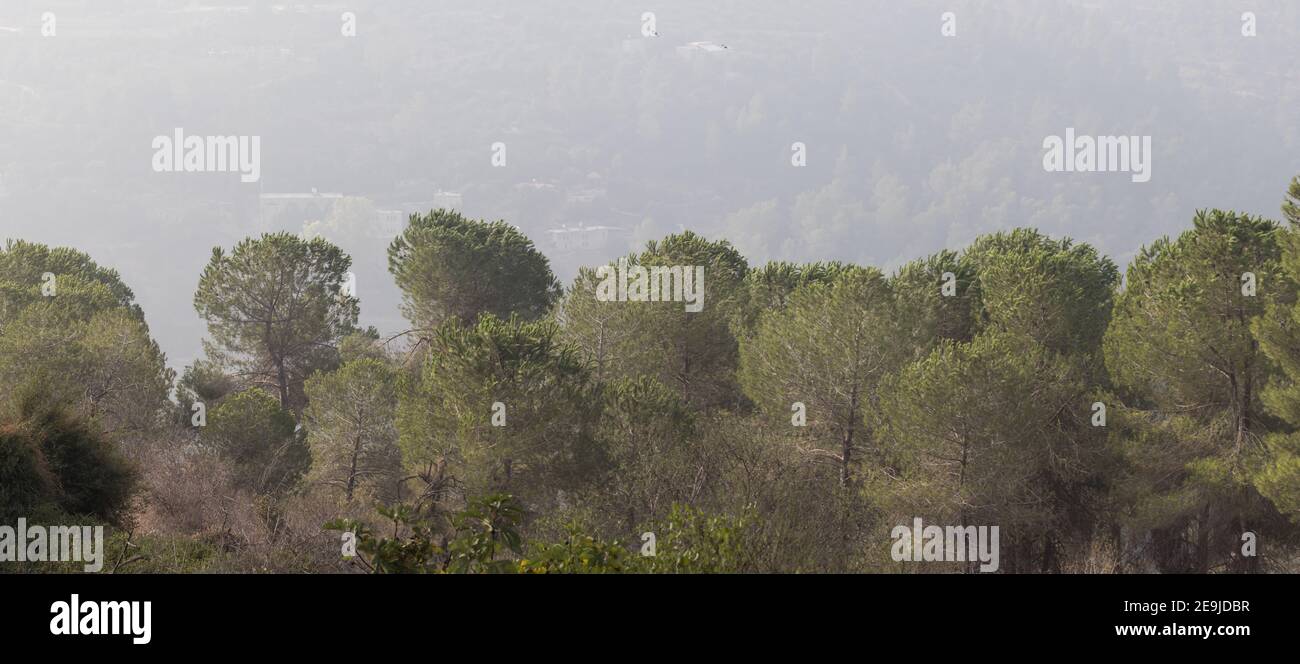 panorama view of the Jerusalem Forest, densely planted pine trees and ...