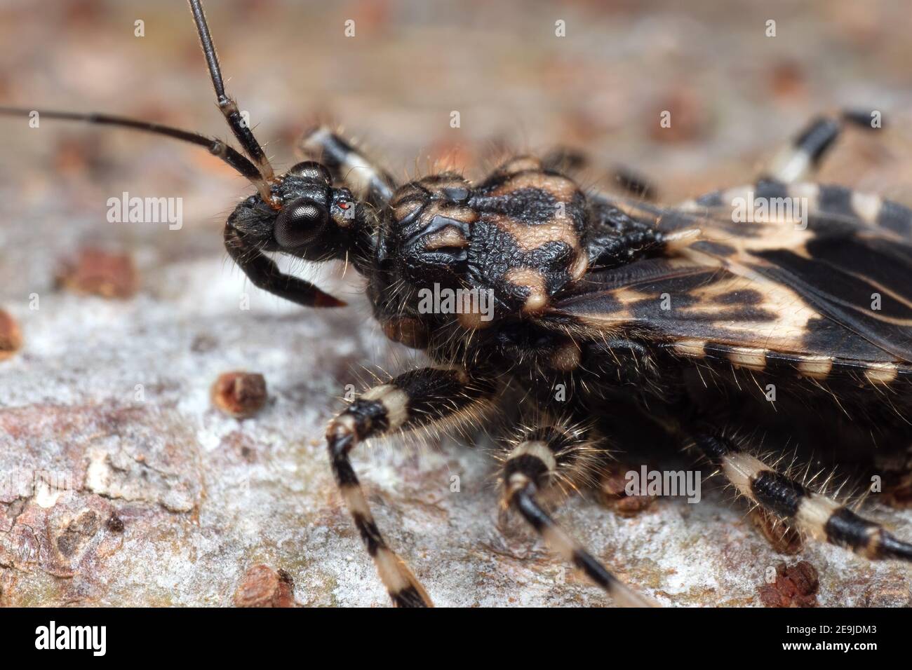 Macro Photography of Assassin Bug on The Floor Stock Photo - Alamy