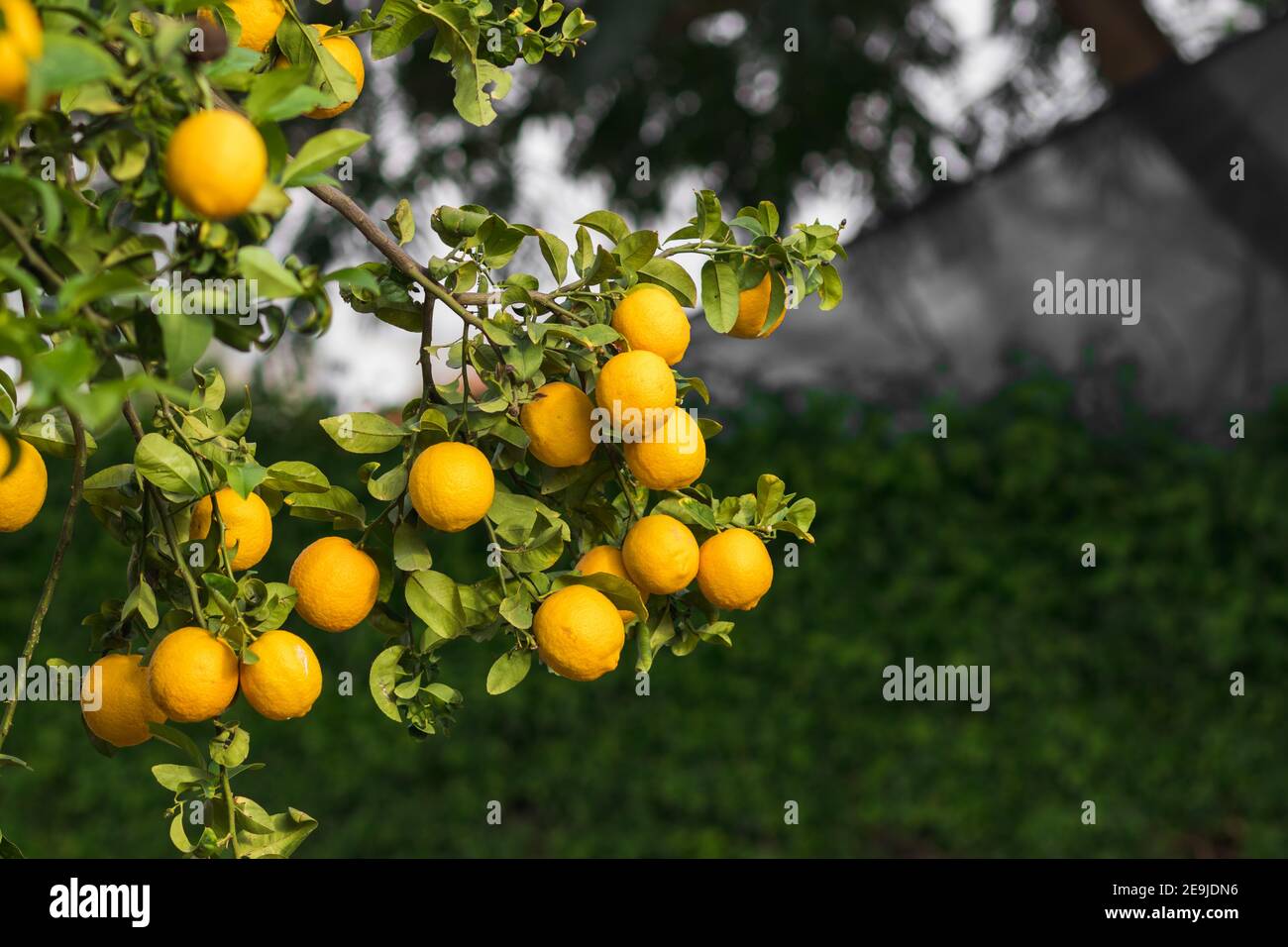 Lemon tree with ripe yellow fruits Stock Photo - Alamy