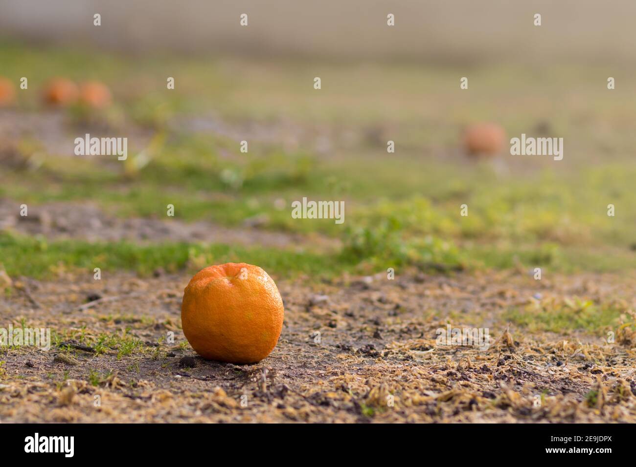 Leaf fallen fruit soil hi-res stock photography and images - Alamy