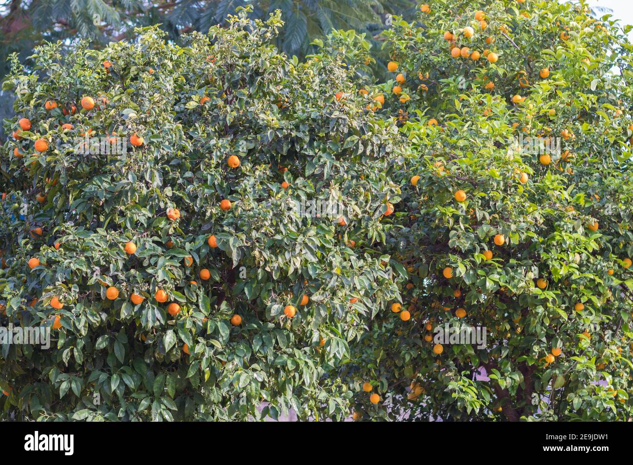 Bitter orange tree with ripe orange fruit on it Stock Photo - Alamy