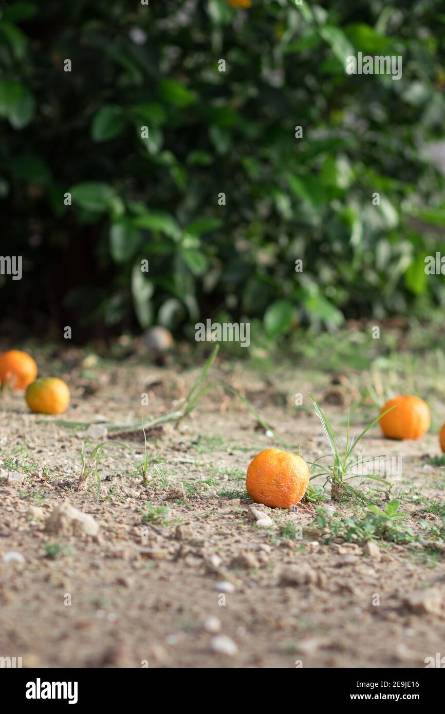 Leaf fallen fruit soil hi-res stock photography and images - Alamy