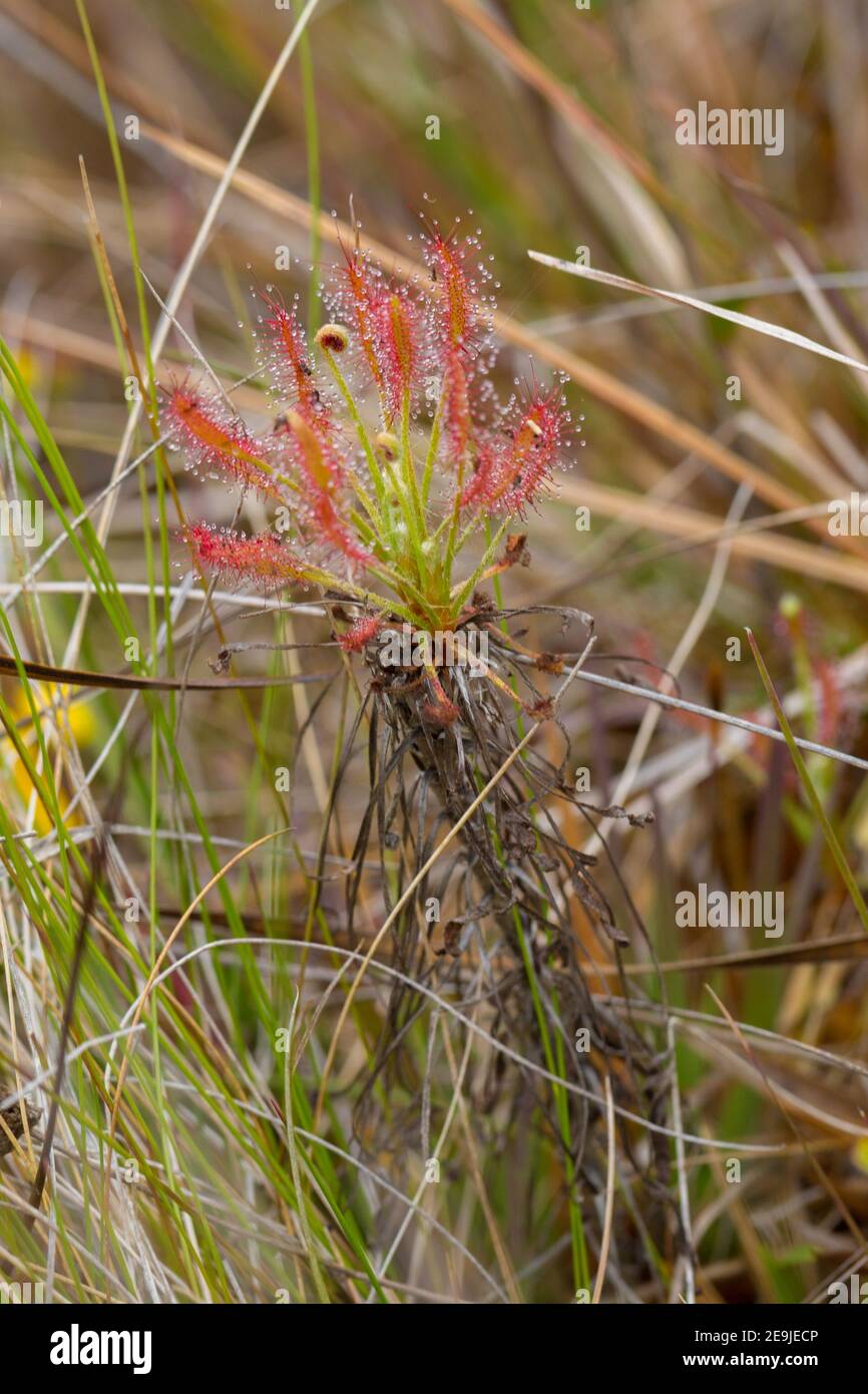 Close-up of Drosera chrysolepis, a carnivorous plant from the Sundew ...