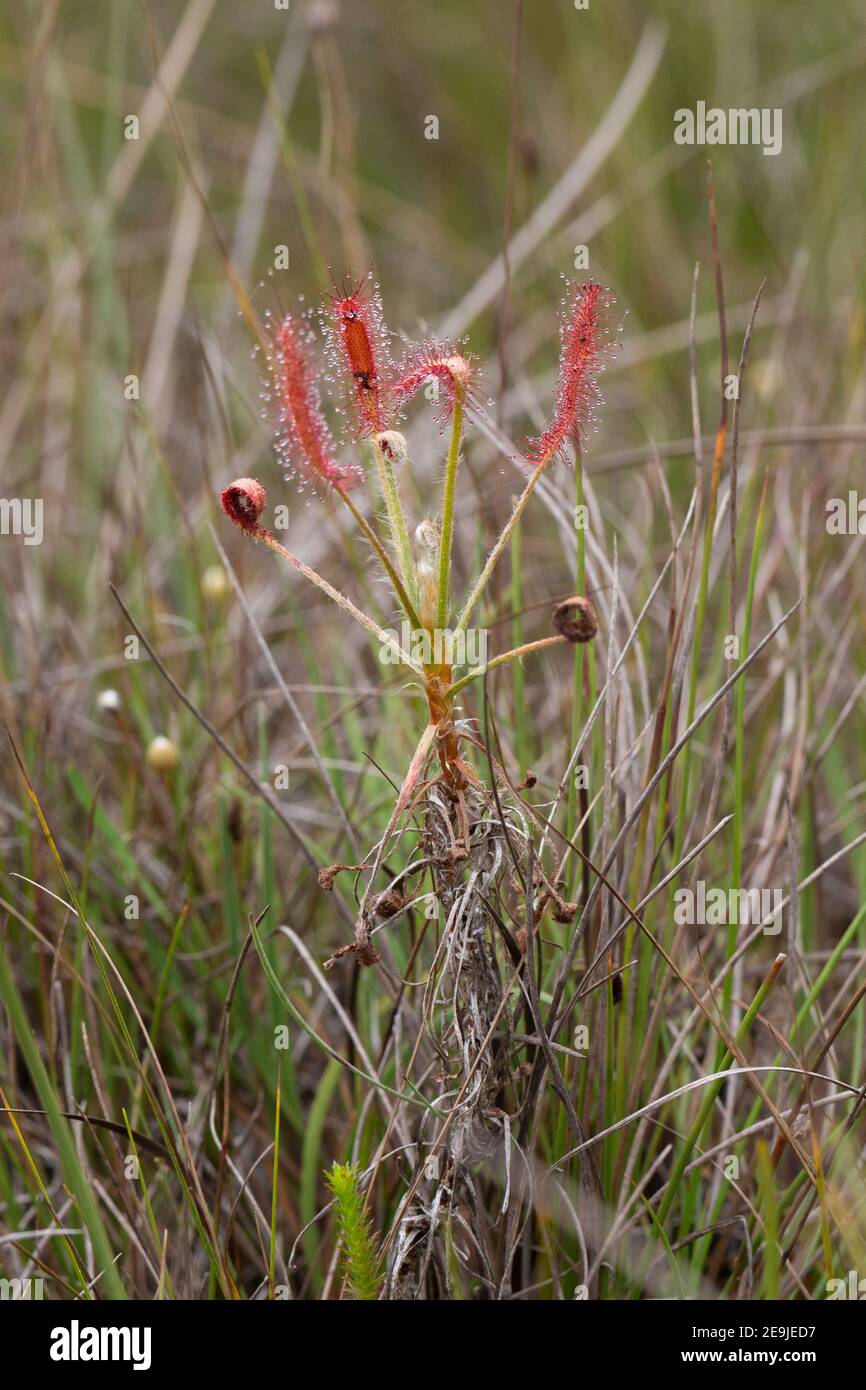 Cipo plant hi-res stock photography and images - Alamy