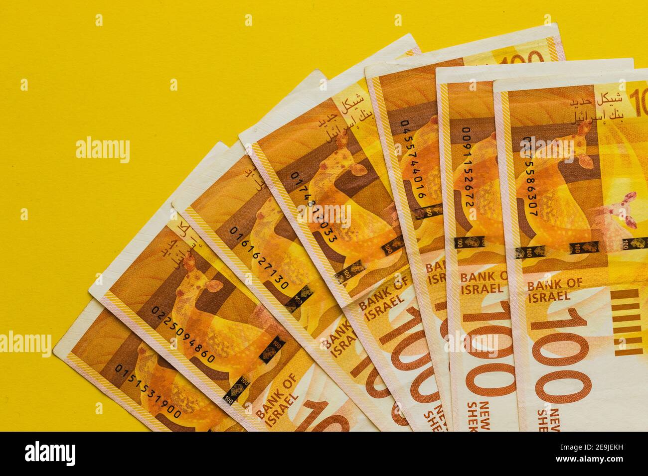 Lots of new Israeli banknotes of one hundred shekels, yellow background ...