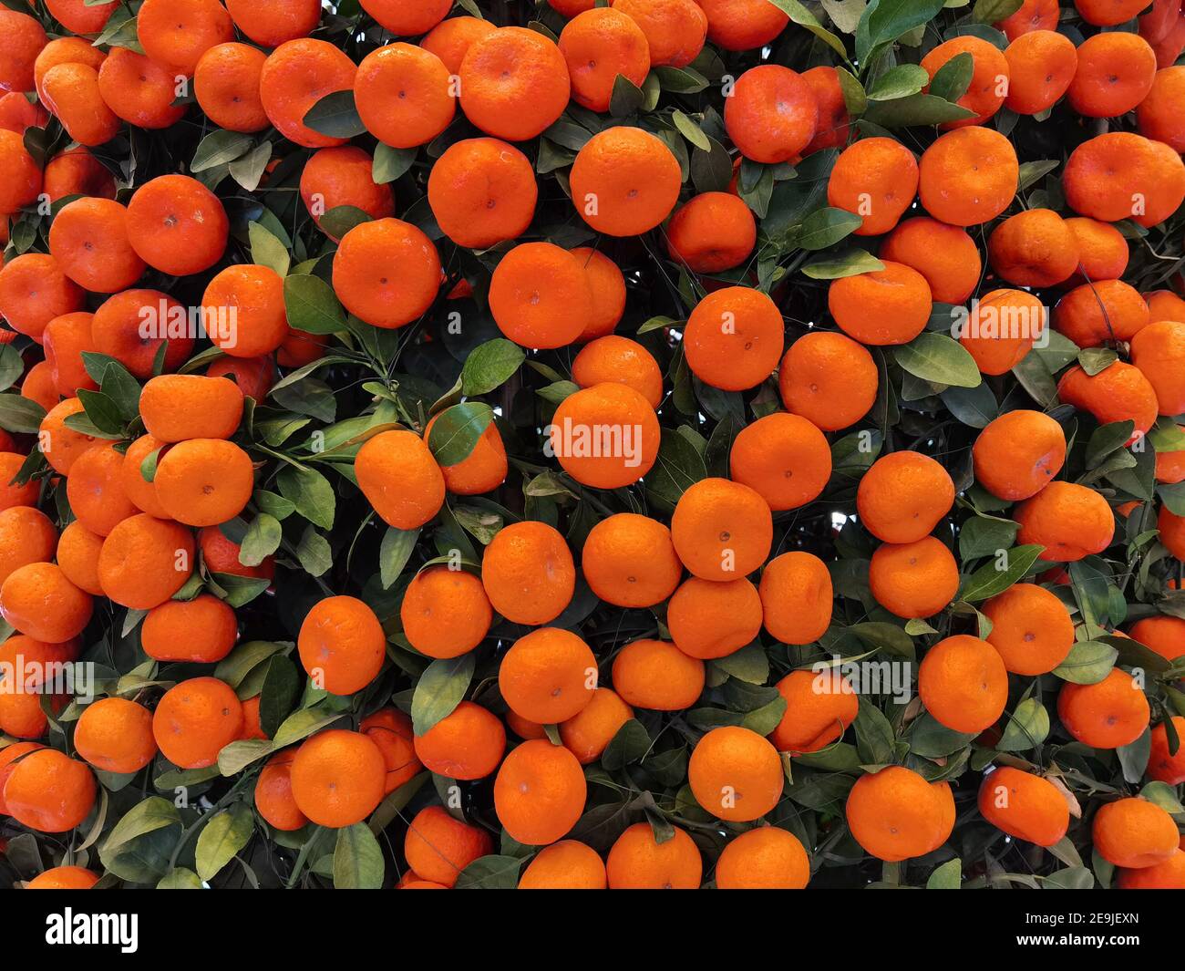 background and copy space. Oranges and mandarins resemble gold and ...