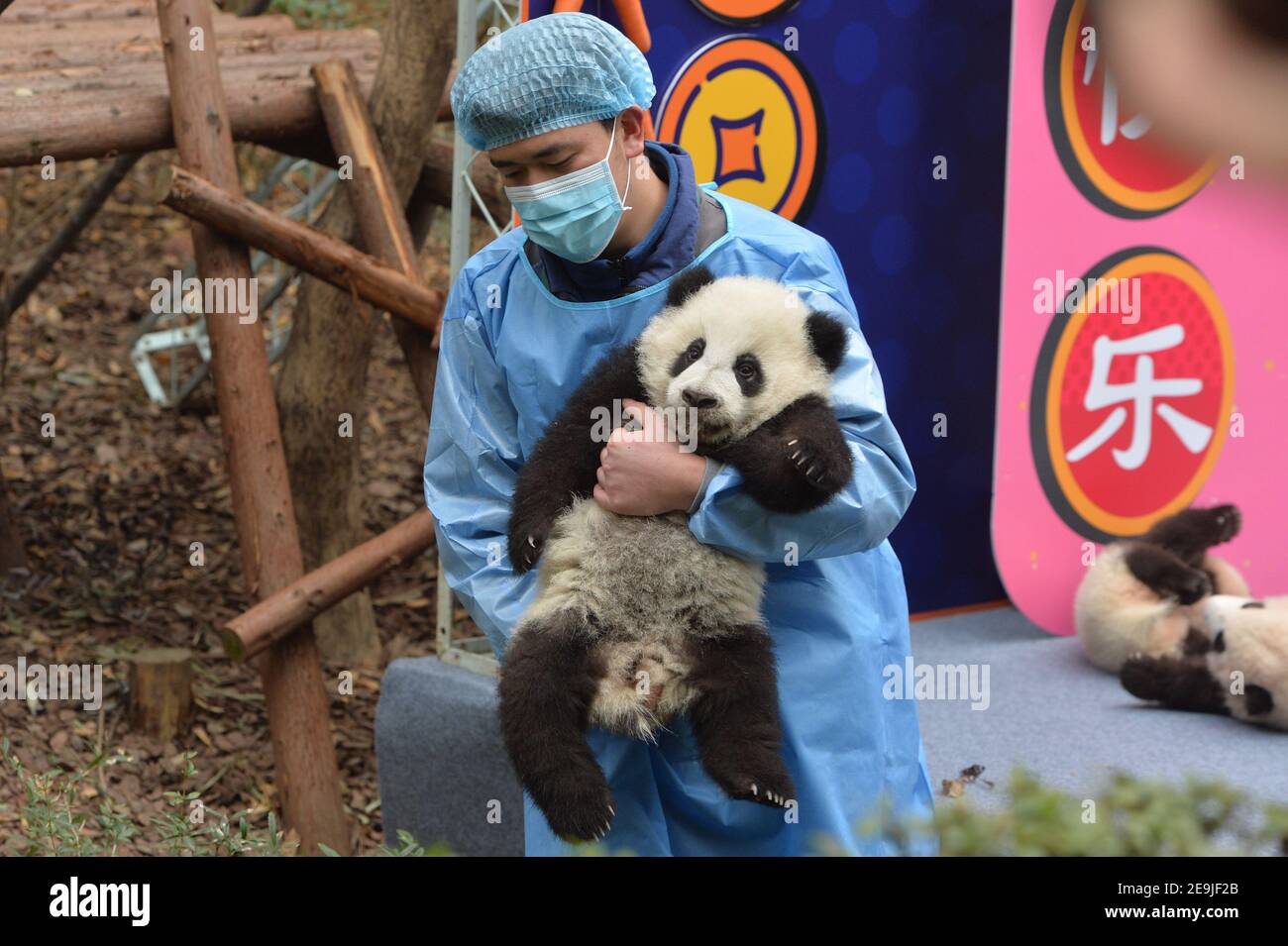 Chengdu, China. 4th Feb 2021. Ahead of Chinese lunar new year celebration, a group of 14 pandas ...