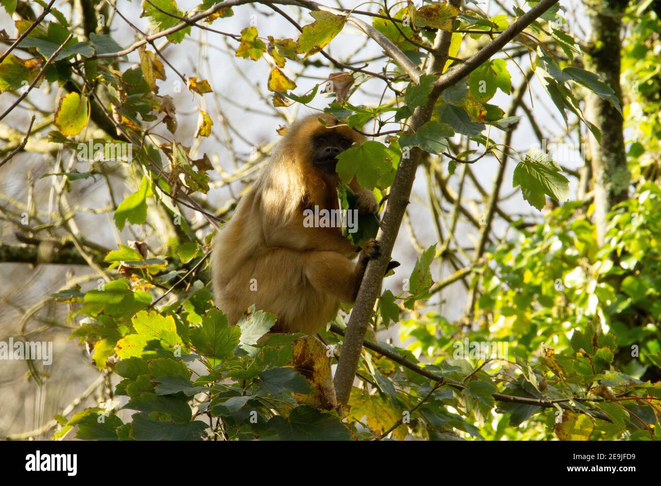 Black Howler Monkey (Alouatta caraya) a black howler monkey female ...