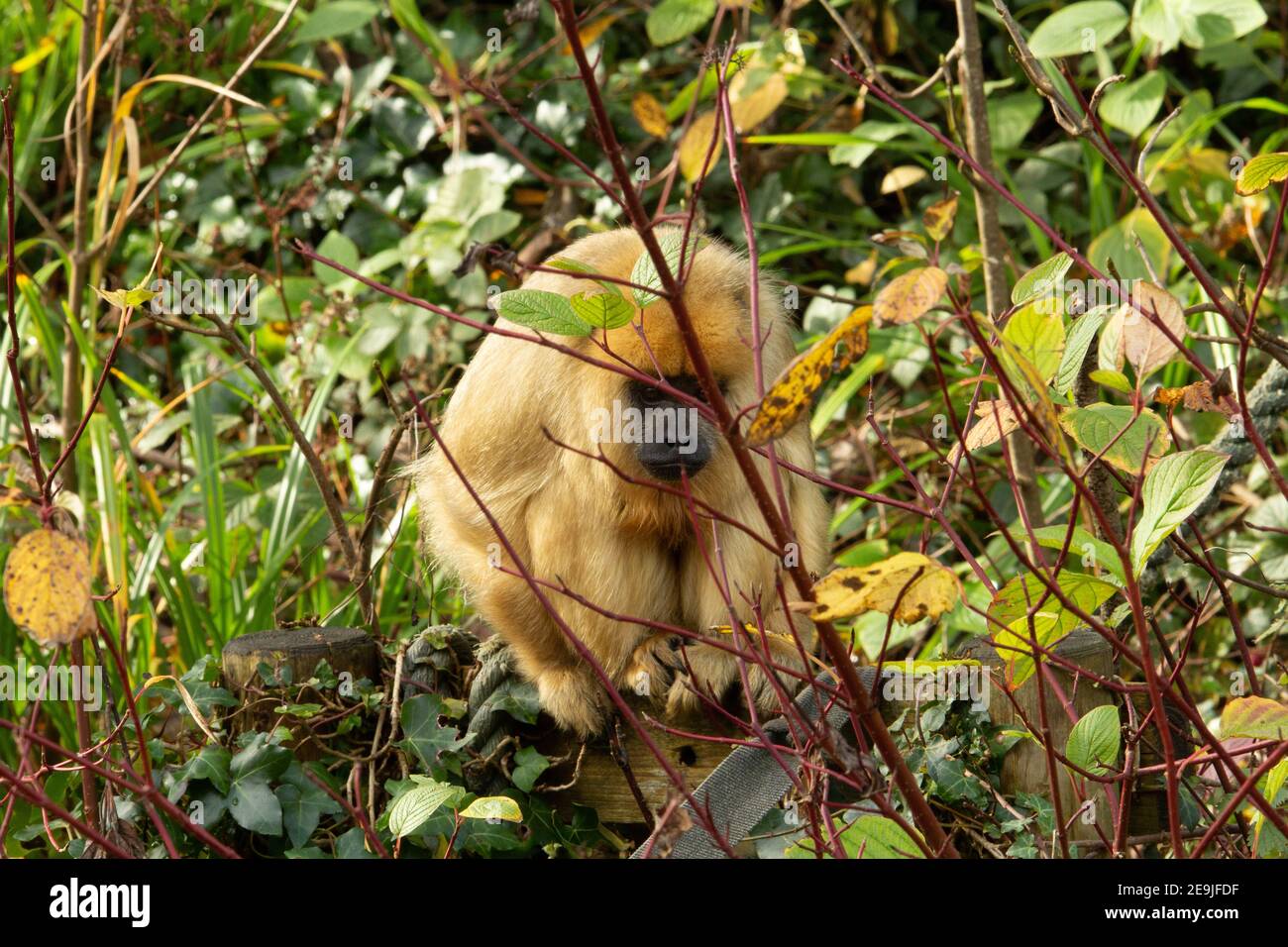 Black Howler Monkey (Alouatta caraya) a single female black howler ...