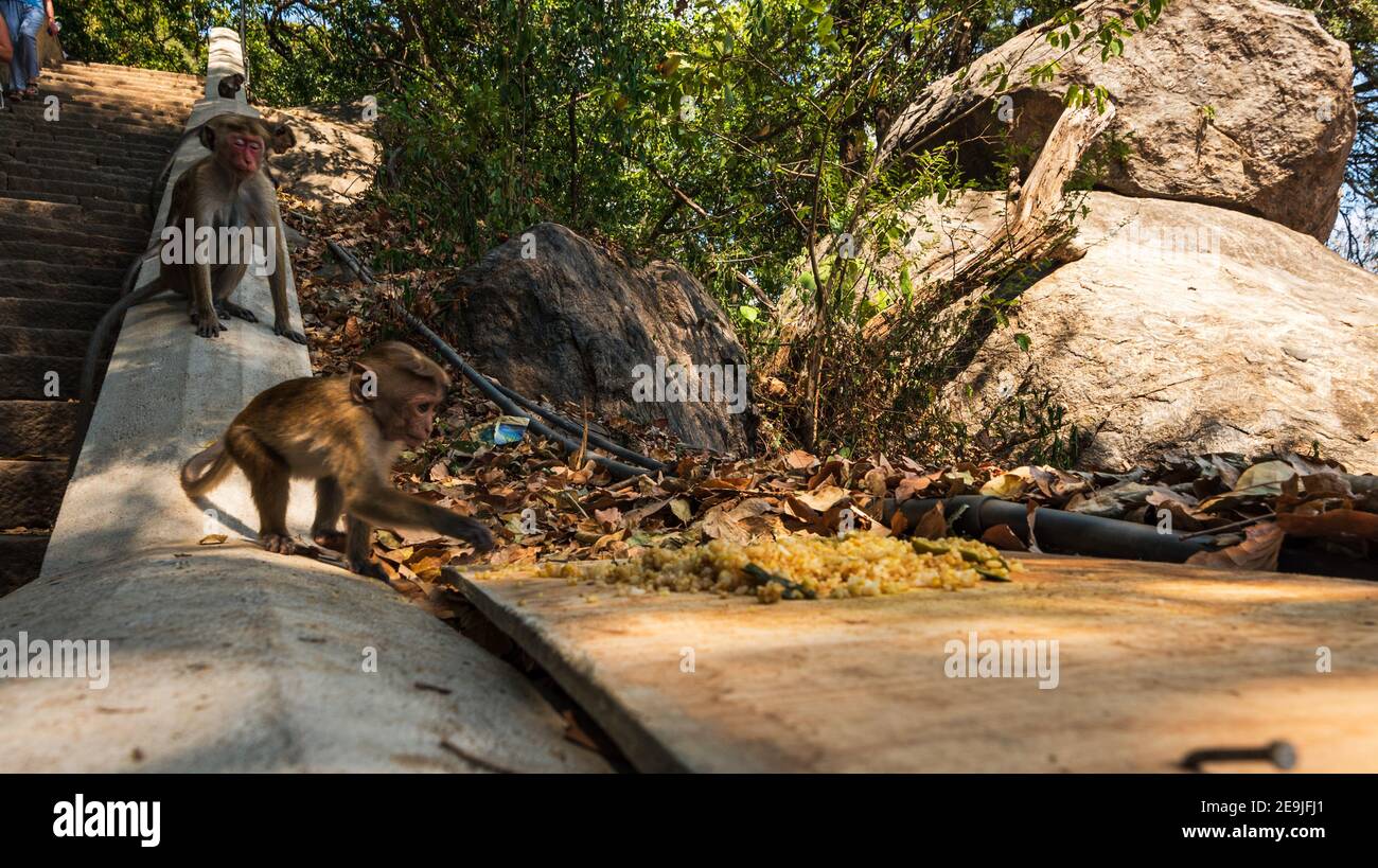 Young Sri Lanka Macaca Sinica Monkey, eating fried rice. Close-up Stock ...