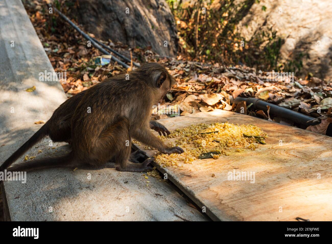 Young Sri Lanka Macaca Sinica Monkey, eating fried rice. Close-up Stock ...