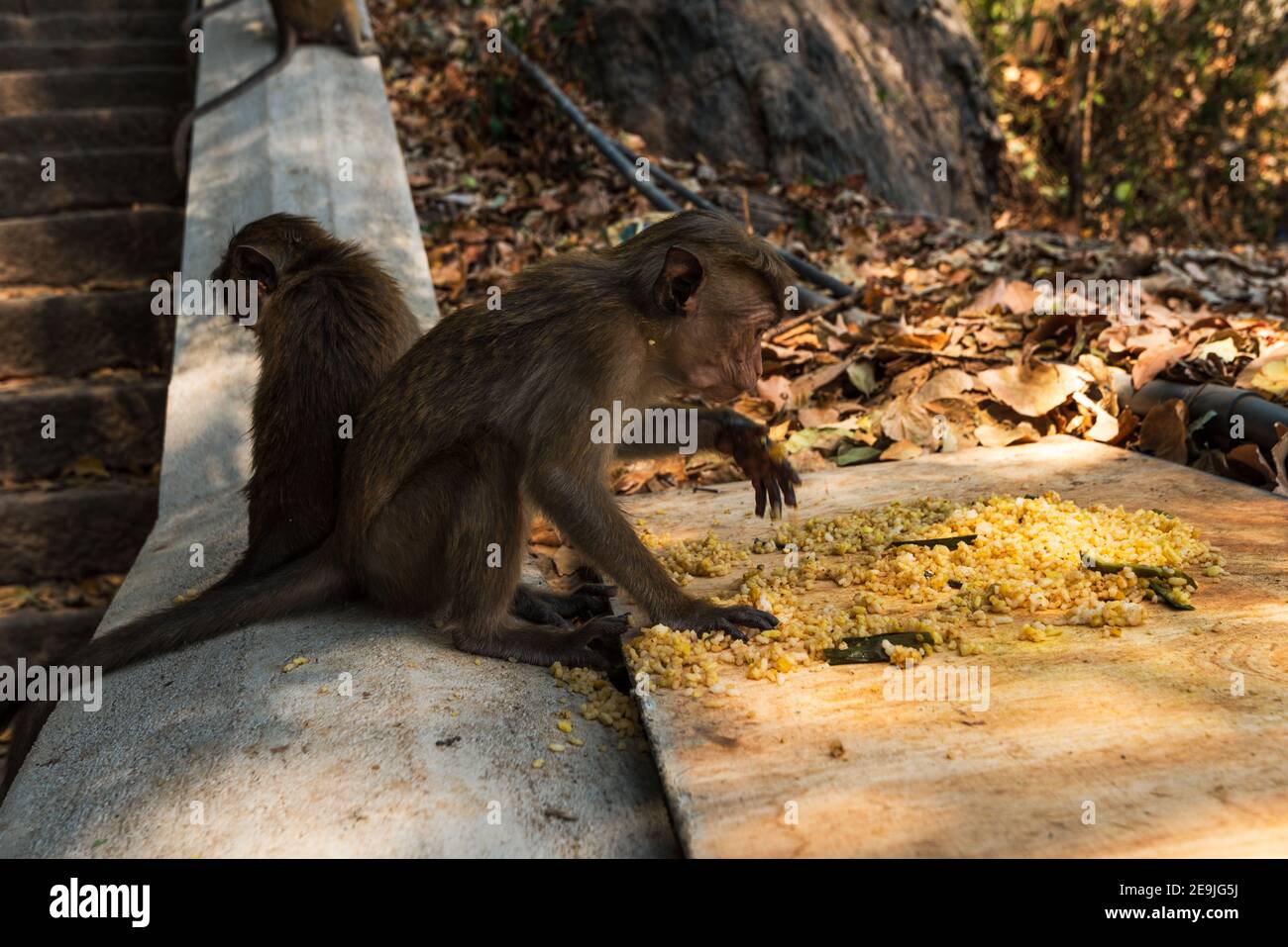 Young Sri Lanka Macaca Sinica Monkey, eating fried rice. Close-up Stock ...