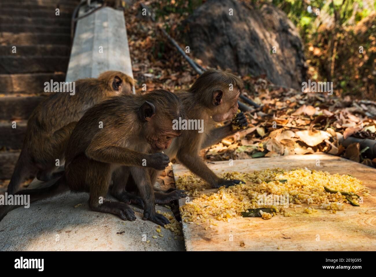 Young Sri Lanka Macaca Sinica Monkey, eating fried rice. Close-up Stock ...