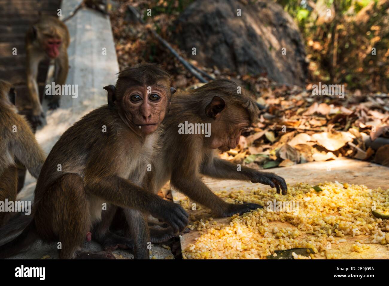 Young Sri Lanka Macaca Sinica Monkey, eating fried rice. Close-up Stock ...