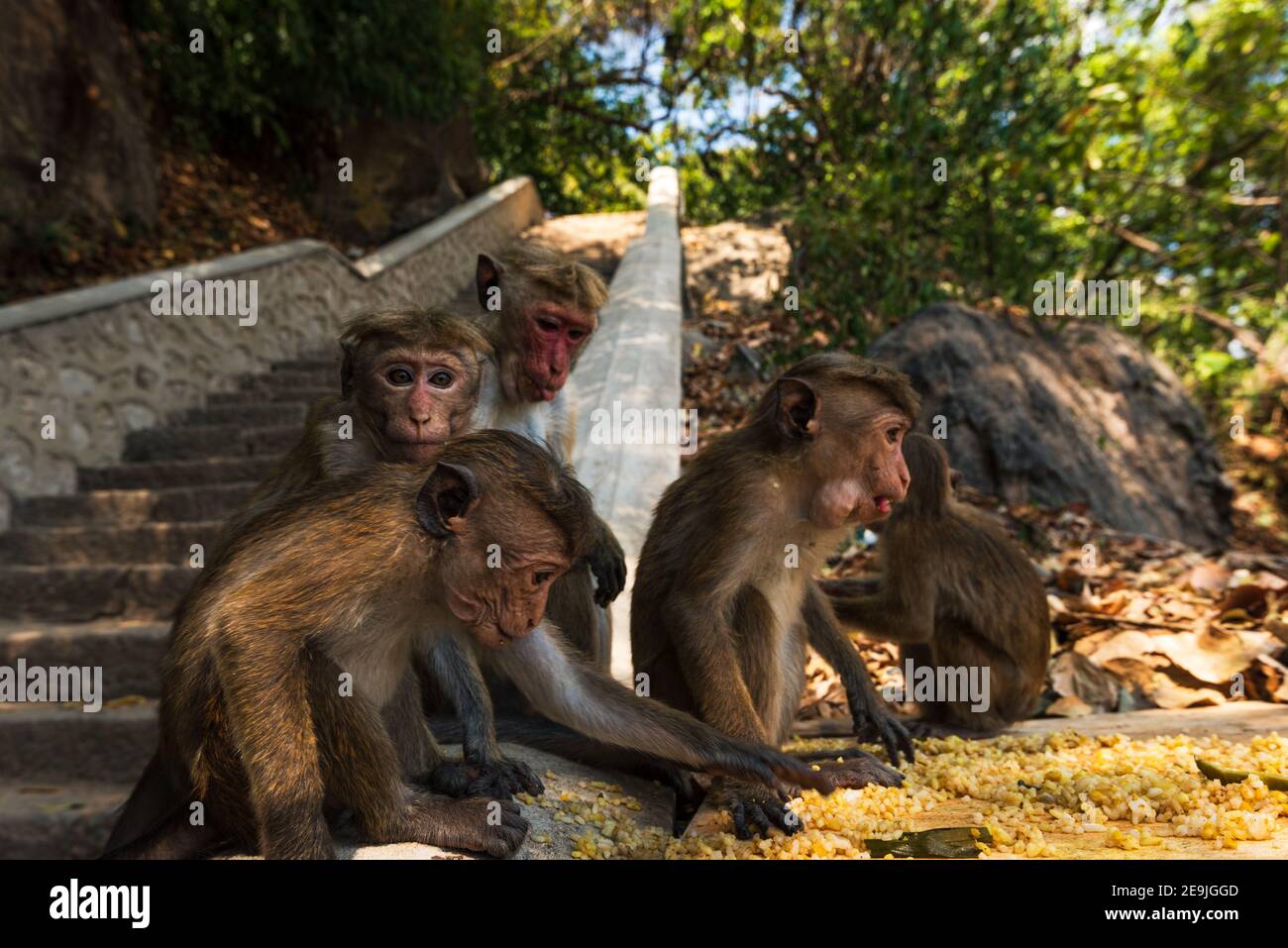 Young Sri Lanka Macaca Sinica Monkey, eating fried rice. Close-up Stock ...