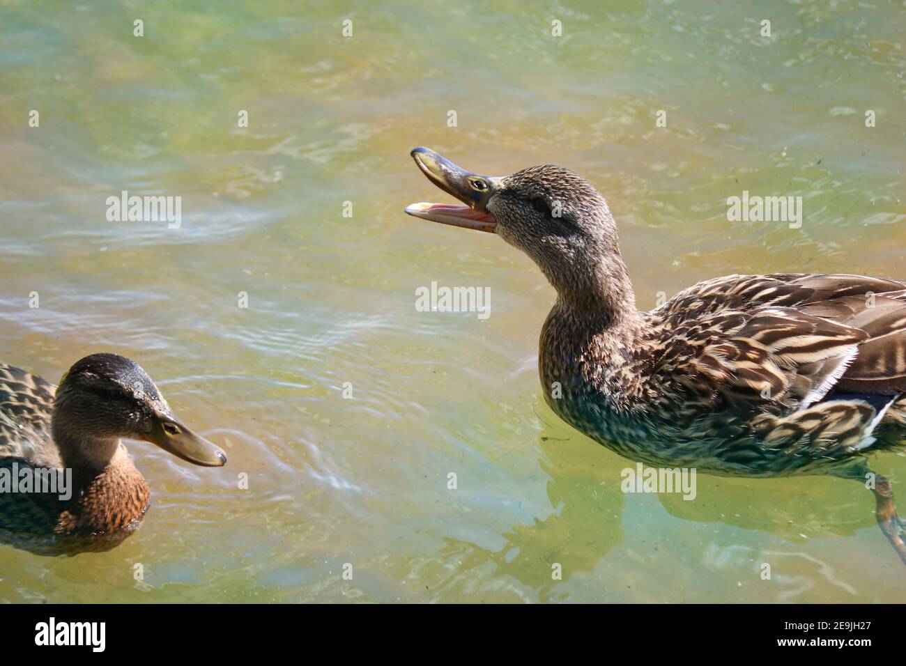 Matured mallard ducklings with their mother-duck swim in the water of ...